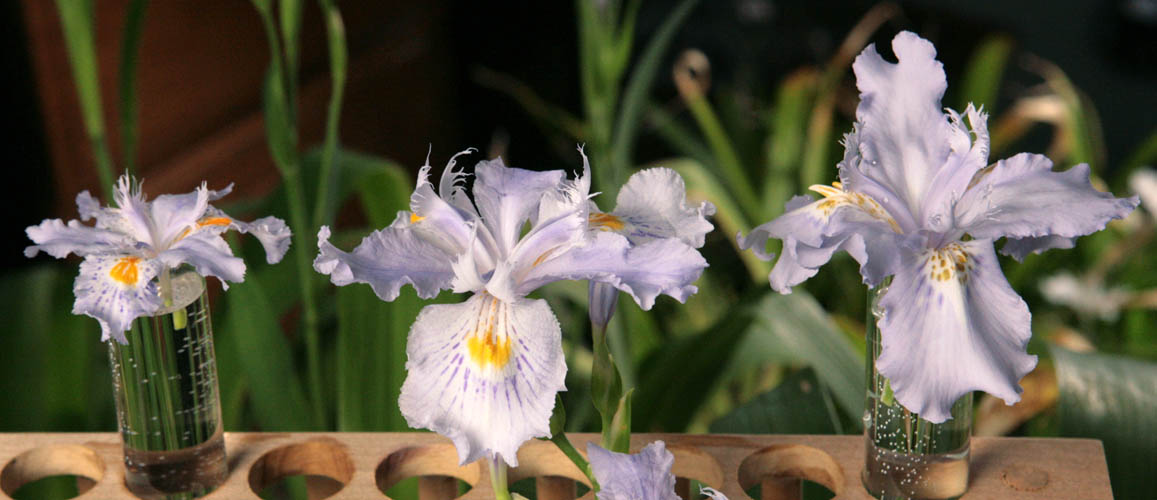 Re: Iris wattii