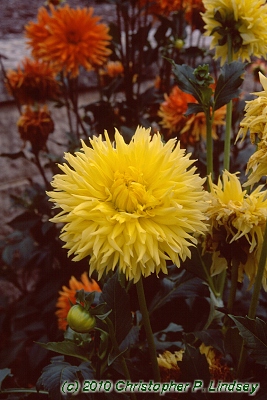 Dahlia 'Promise' flowers image 1 of 1