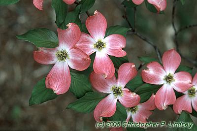 Cornus florida 'Royal Red' flowers image 2 of 2