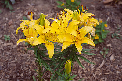 Lilium 'Lemon Pixie' flowers image 1 of 2