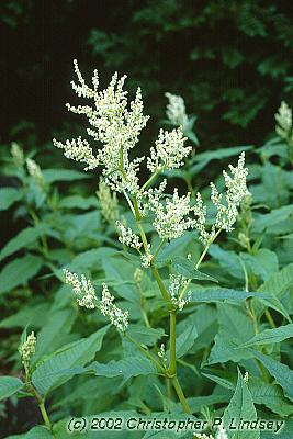 Polygonum polymorphum flowers image 1 of 1